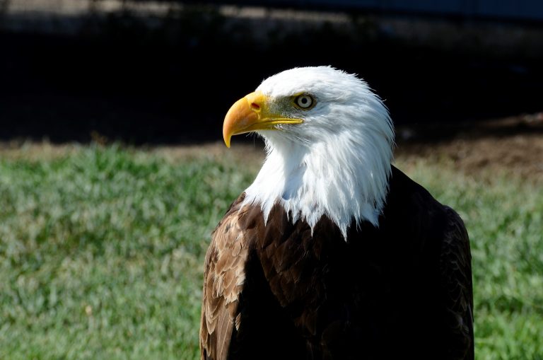 Top 5 animales más veloces de todo el mundo - Diarios ciudadanos