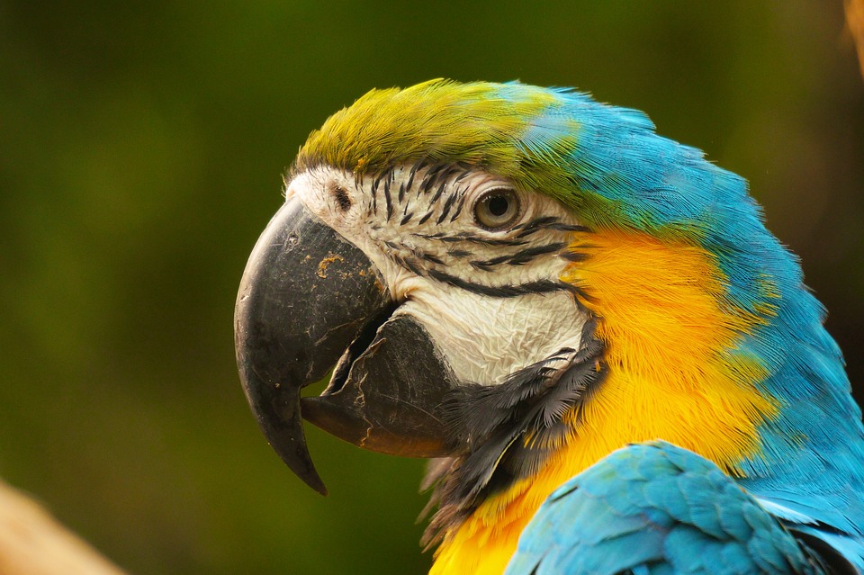 Foto De Animais Vertebrados - LIBRAIN