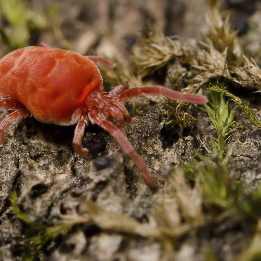 ¿Sabías que todo el mundo tiene ácaros? - Diarios ciudadanos