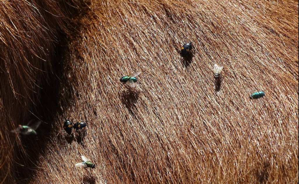 Moscas azules y las enfermedades que nos pueden transmitir