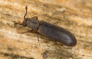 ¿Cuál es el mejor tratamiento de la carcoma? - Diarios ciudadanos